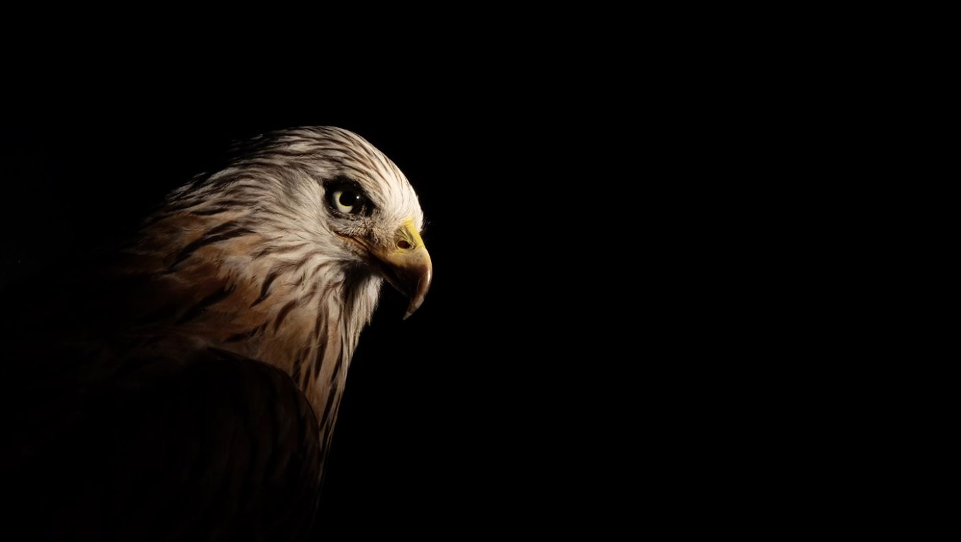 The wilder side of the canton of Basel-Landschaft. On the trail of ...